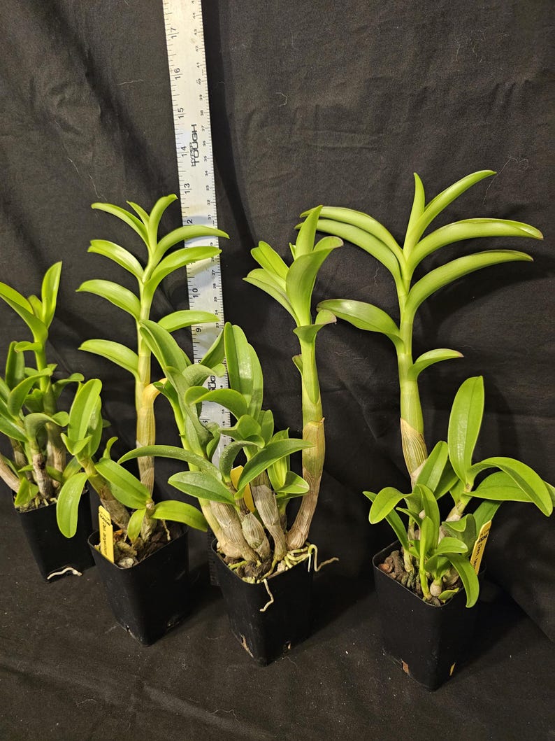 Dendrobium Tangerinum, Blooming Size Antelope Dendrobium Orchid Species ...