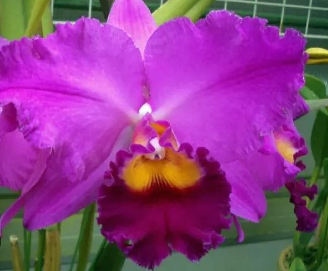 Pot. Perfect Choice 'purple Lady' Blooming Size Cattleya Orchid Clone ...