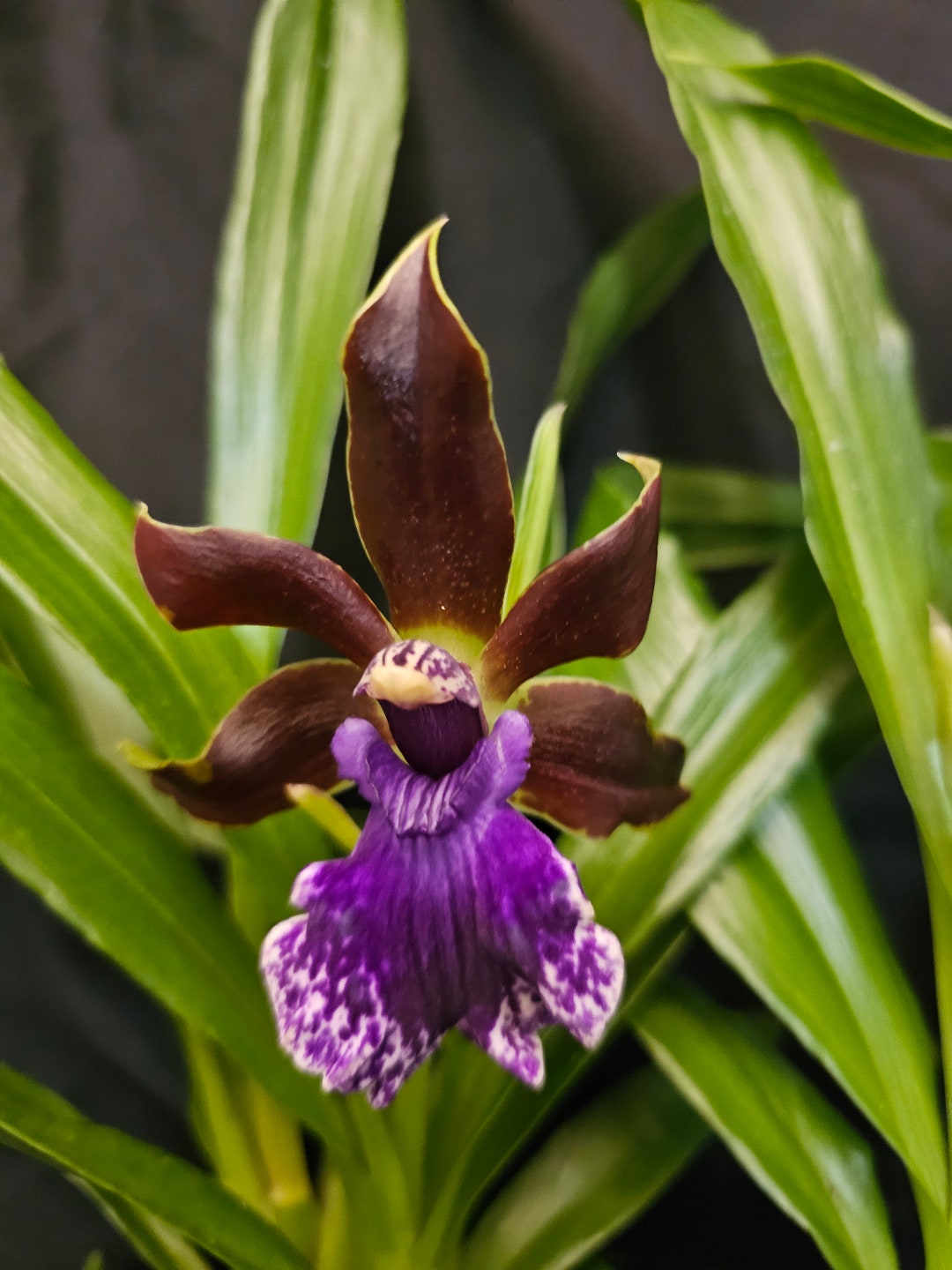 Zygopetlum Debbie De Mello 'honolulu Baby' AM/AOS Blooming Size ...