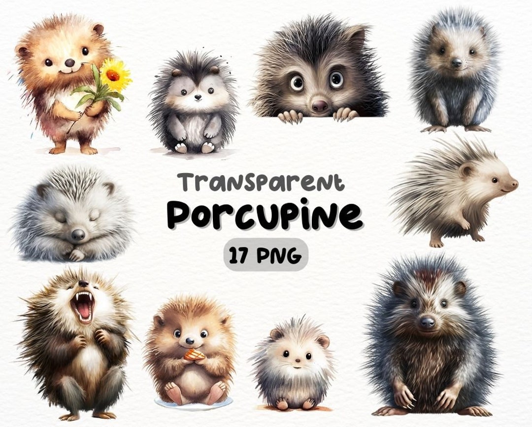 Watercolor Porcupine PNG Bundle, Digital Crafts Designs Transparent ...