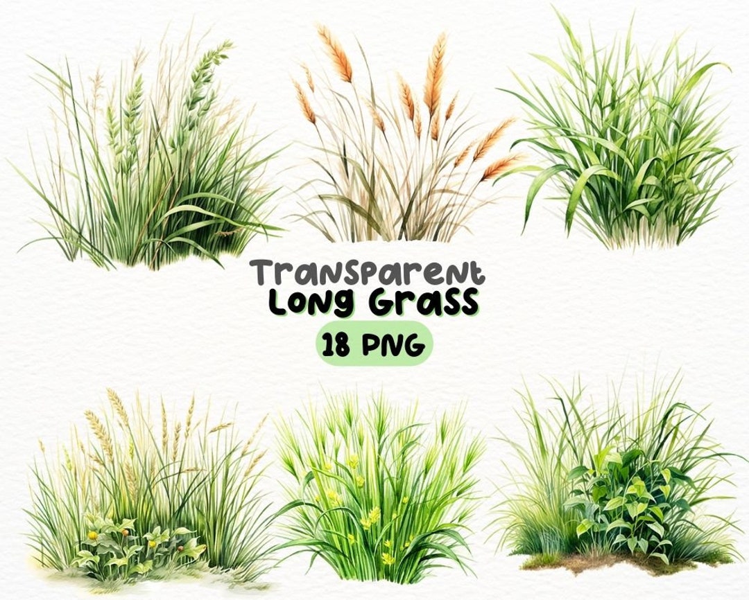 Watercolor Long Grass PNG Bundle, Digital Crafts Designs Transparent ...