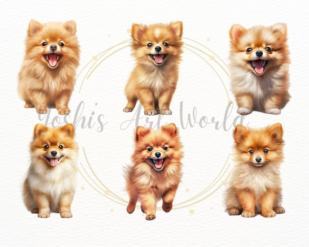 Watercolor Baby Pomeranian PNG Bundle Digital Crafts Designs - Etsy