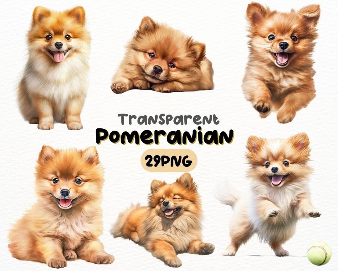 Watercolor Baby Pomeranian PNG Bundle, Digital Crafts Designs ...