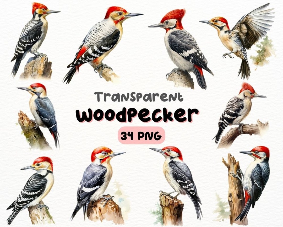 Watercolor Woodpecker Bird PNG Bundle, Digital Crafts Designs ...