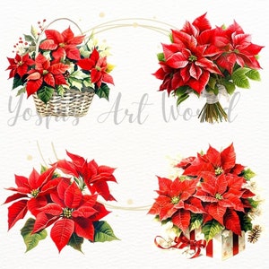 Watercolor Poinsettia PNG Bundle, Digital Crafts Designs Transparent ...