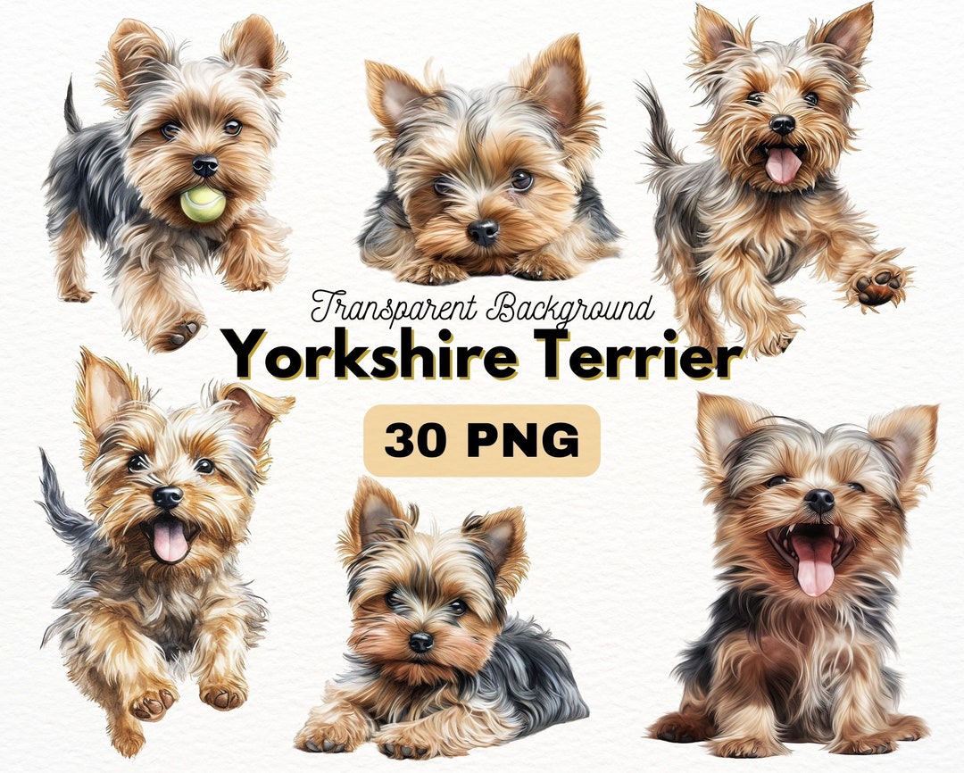Yorkshire Terrier PNG Bundle, Digital Crafts Designs Transparent, Yorkie Clipart, Dog PNG, Puppy ...