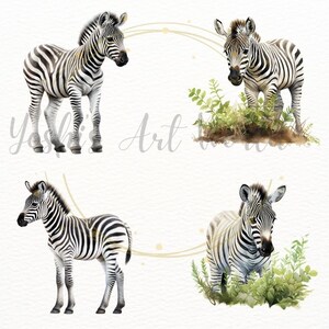 Watercolor Baby Zebra PNG Bundle, Digital Crafts Designs Transparent ...