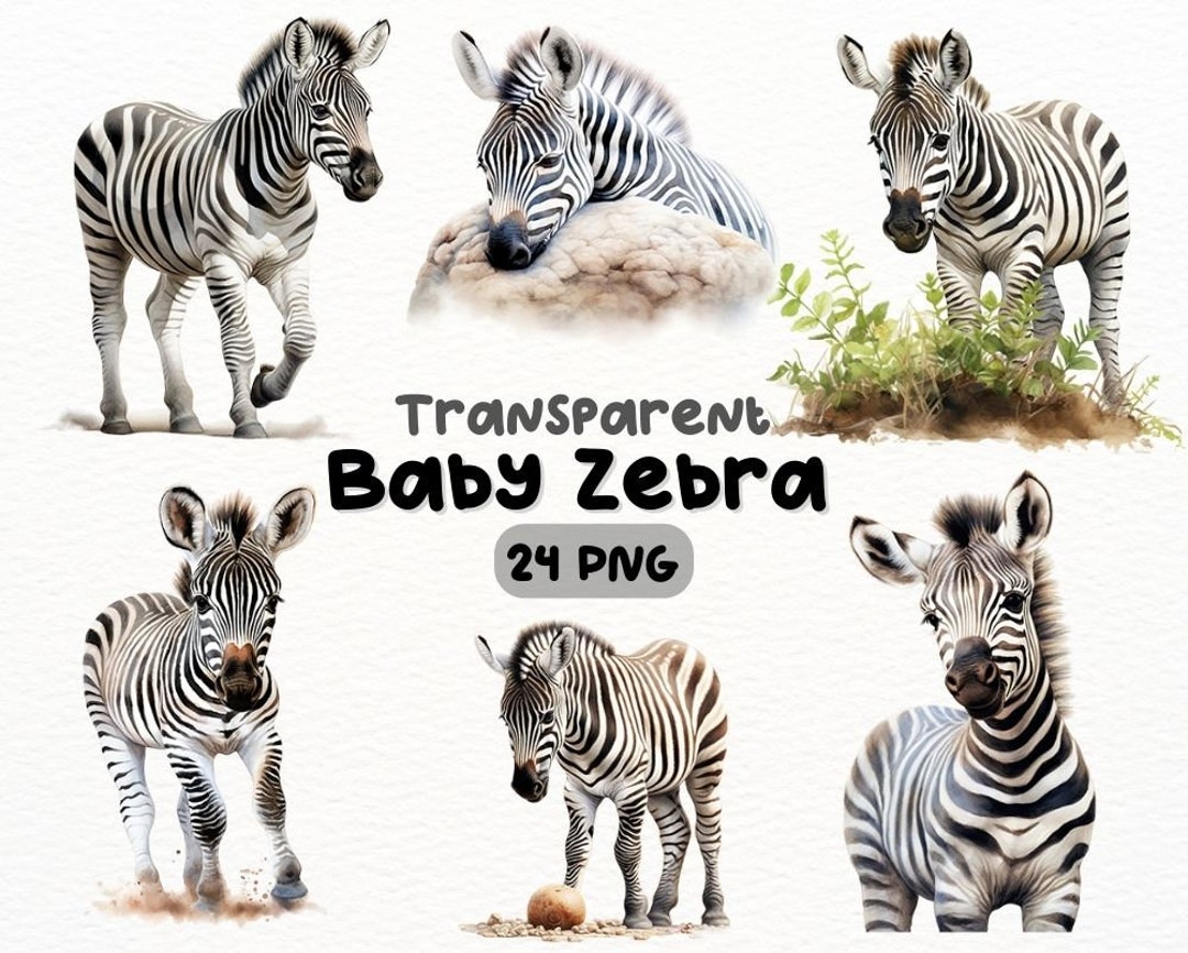 Watercolor Baby Zebra PNG Bundle, Digital Crafts Designs Transparent ...