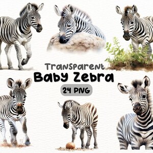 Watercolor Baby Zebra PNG Bundle, Digital Crafts Designs Transparent ...