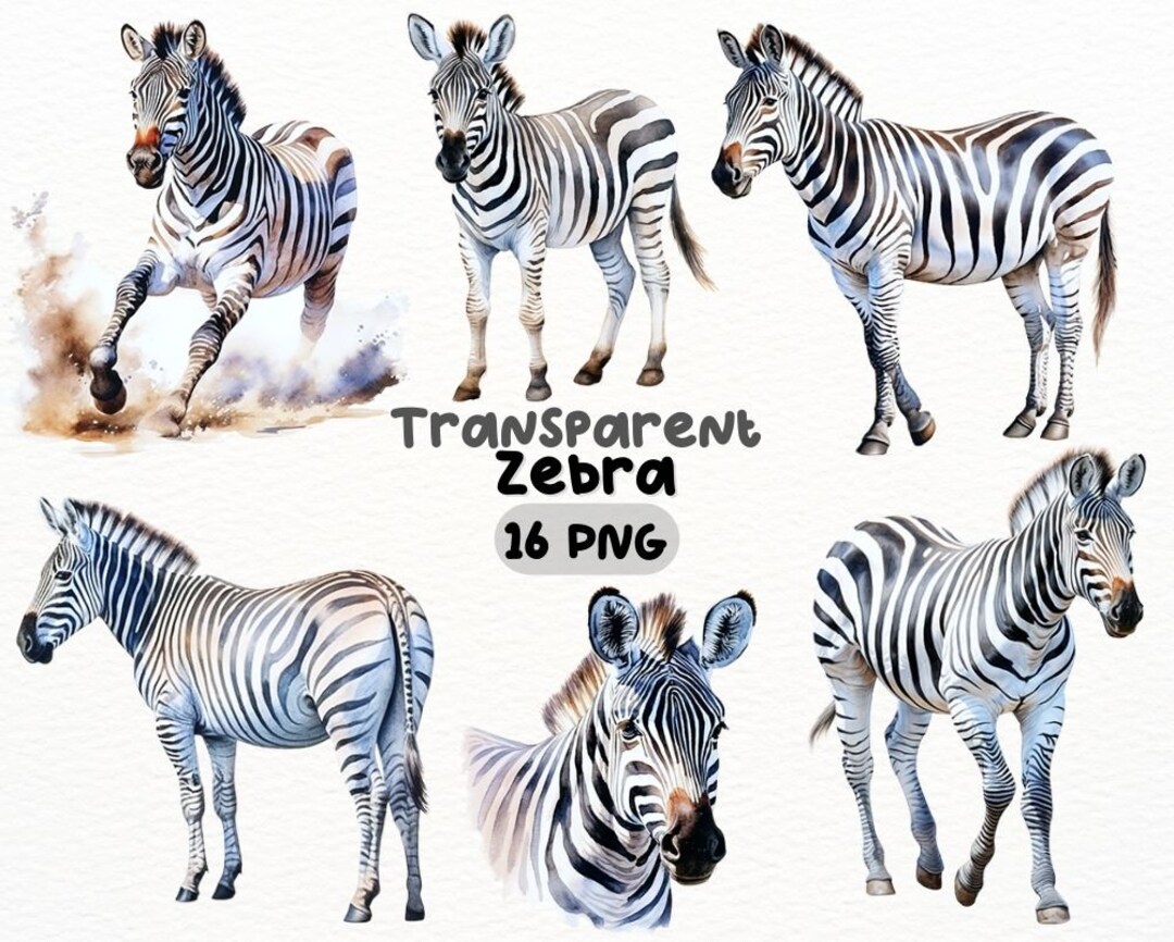 Watercolor Zebra PNG Bundle, Digital Crafts Designs Transparent ...