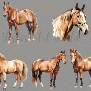 Watercolor Brown Horse PNG Bundle, Digital Crafts Designs Transparent ...
