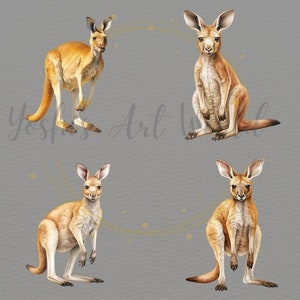 Watercolor Kangaroo PNG Bundle, Digital Crafts Designs Transparent ...