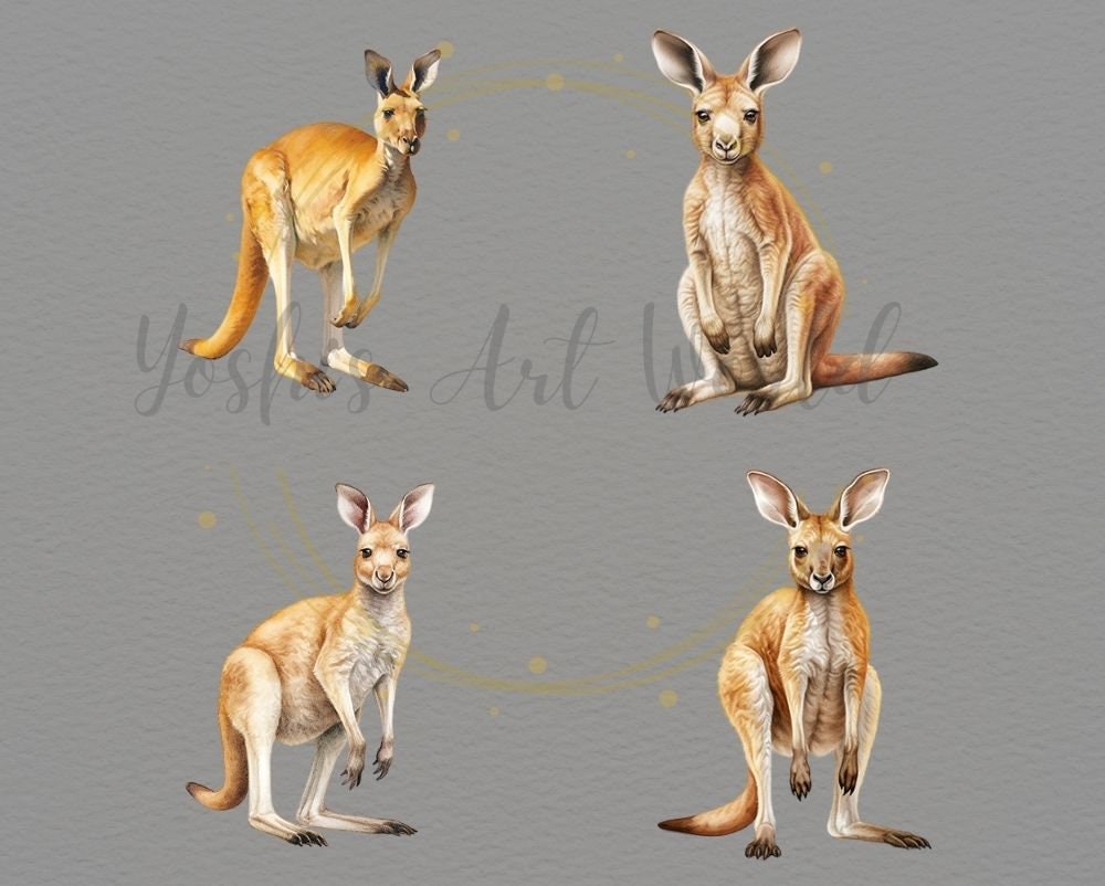 Watercolor Kangaroo PNG Bundle Digital Crafts Designs - Etsy