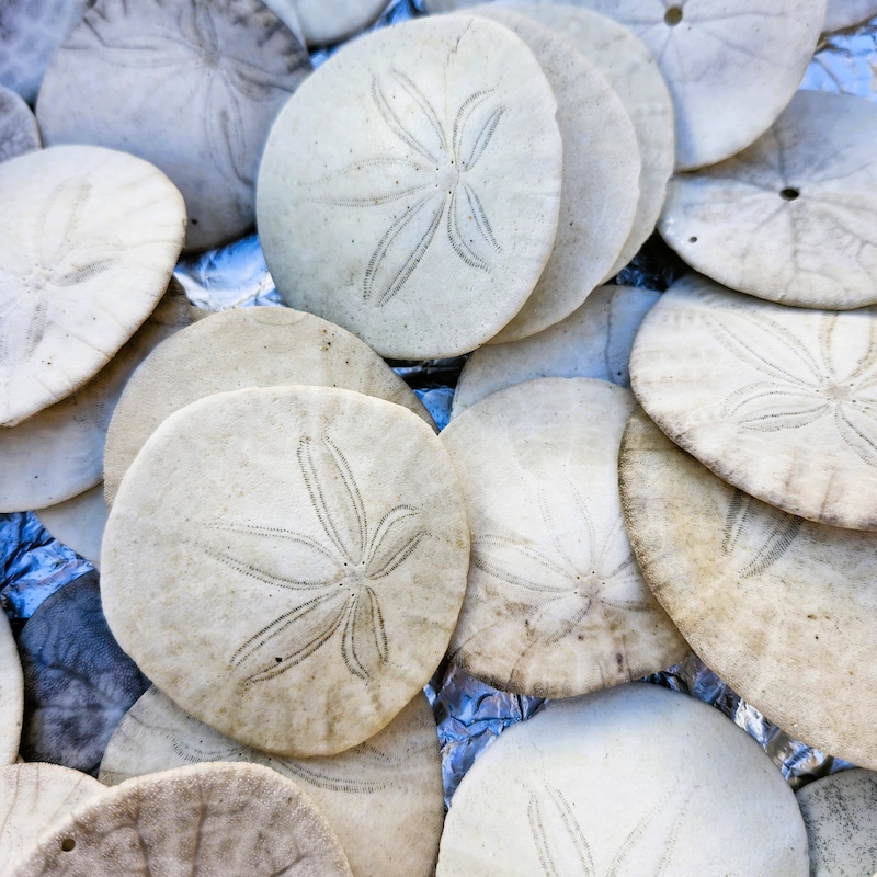 Sand Dollar Legend - Etsy