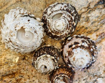 Unique Wavy Turban Snail Shell From California - Etsy