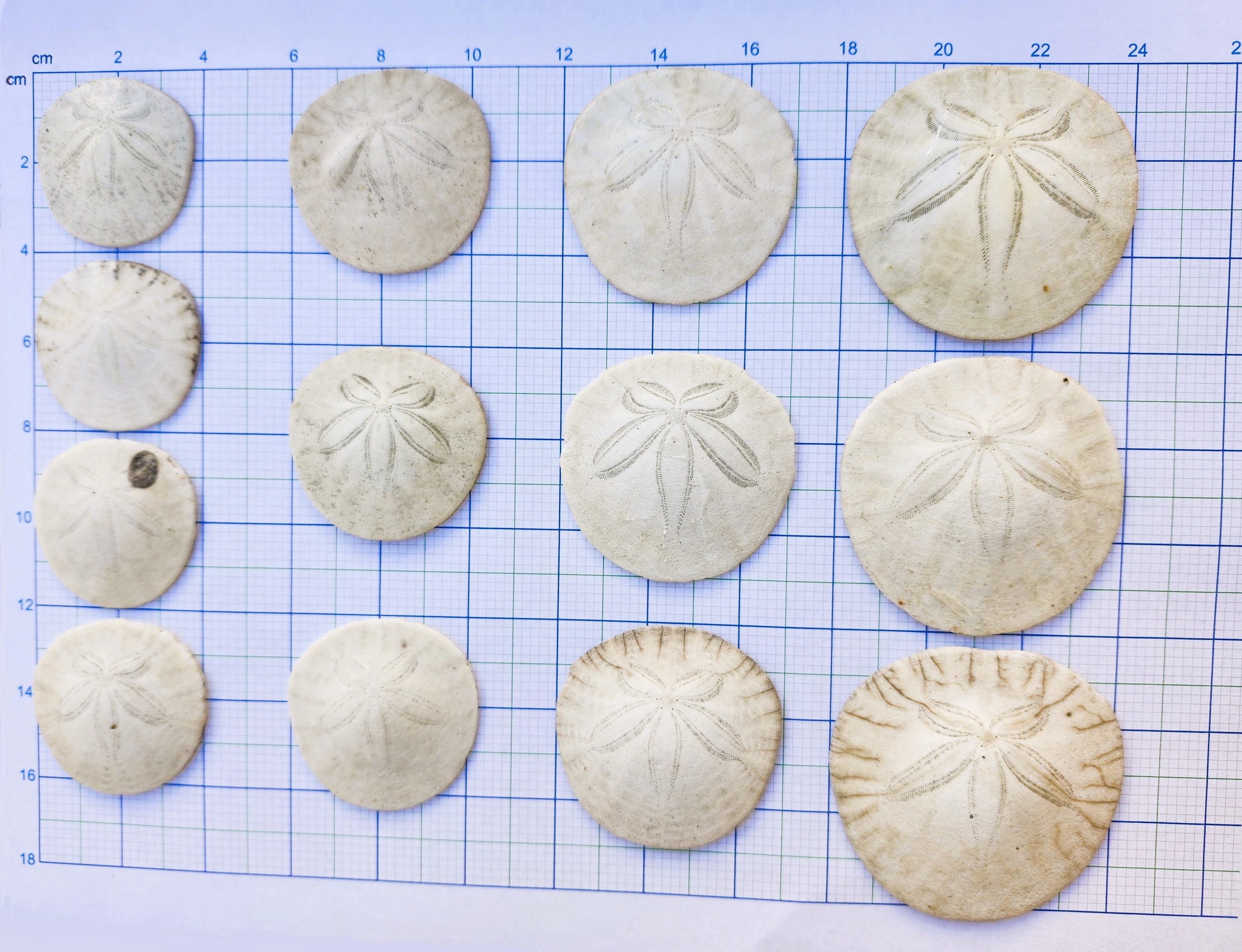 Sand Dollars From California Coast - Etsy