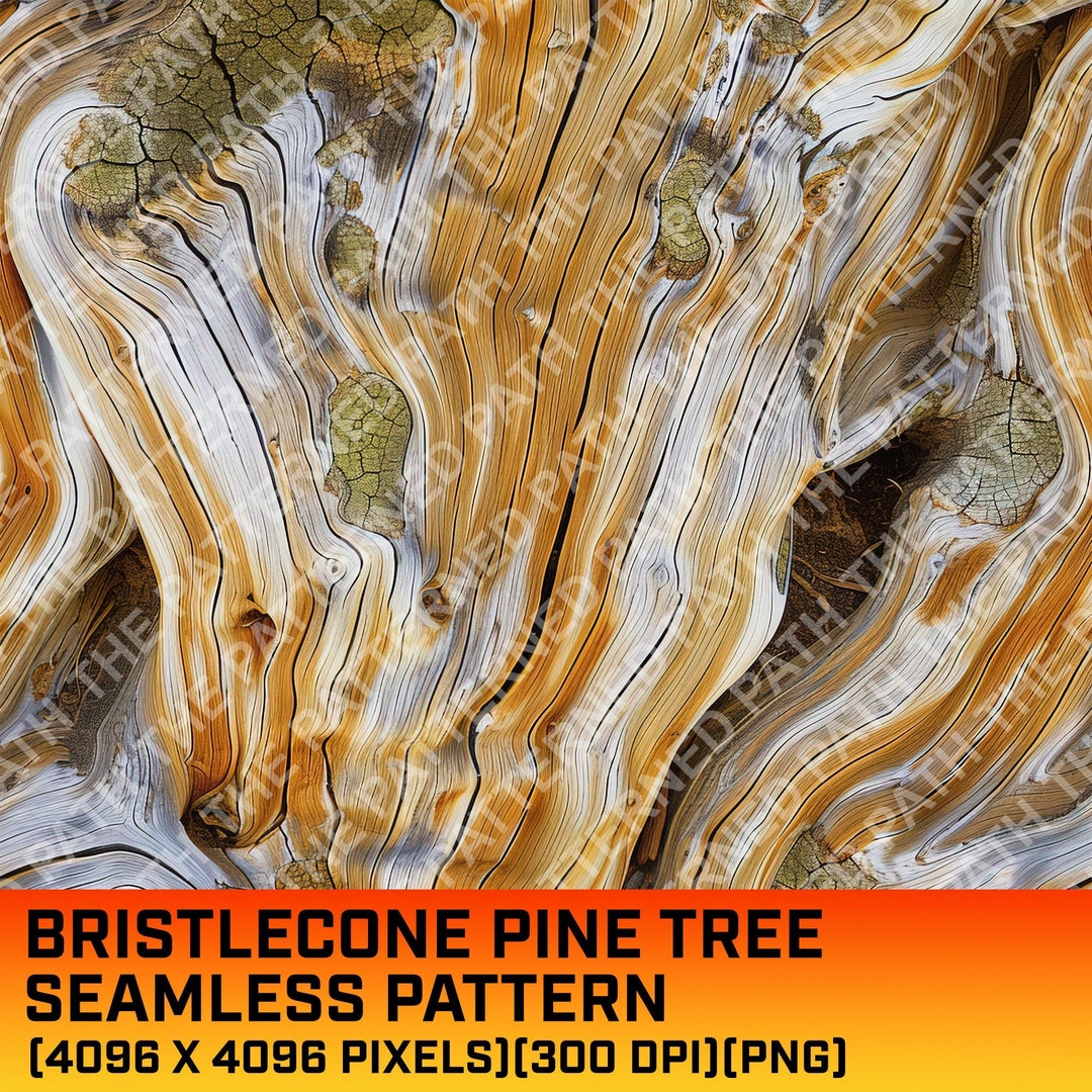 Bristlecone Pine Tree Digital Seamless Pattern, Pine Tree Texture, Wood ...