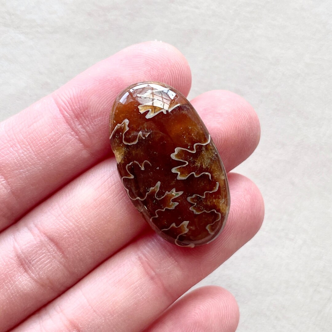 1pc Suture Pattern Ammonite Fossil Oval Cabochon Cleoniceras Extinct ...