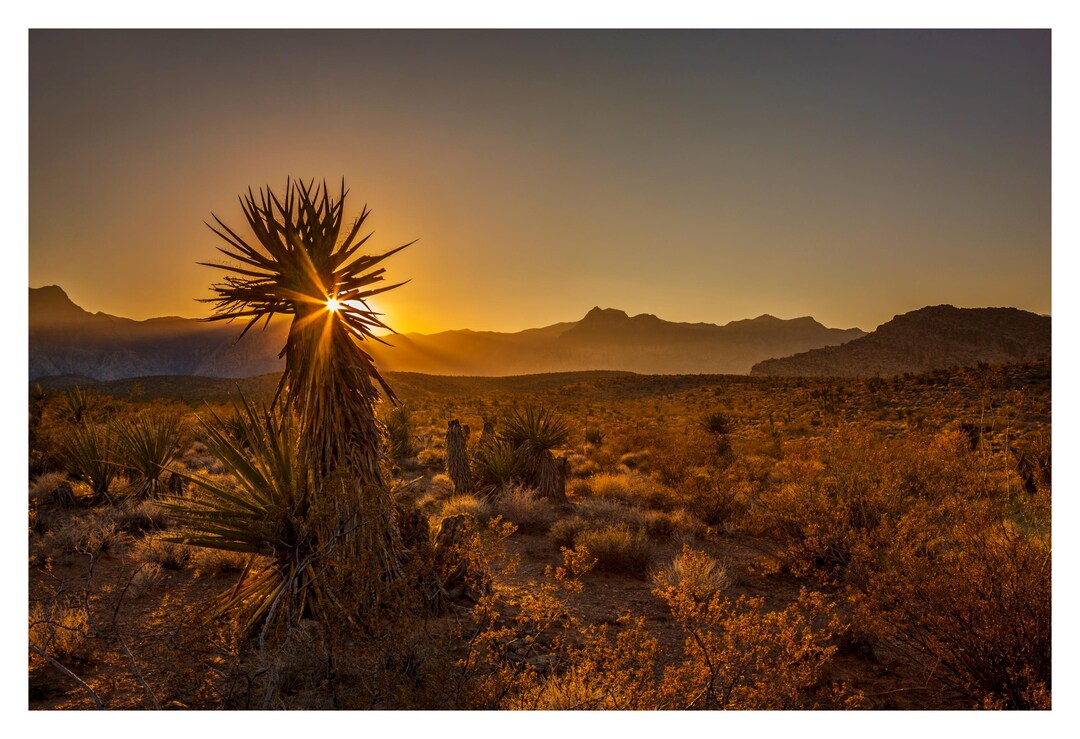 Desert Cactus at Sunset Fine Art Photo Print - Etsy