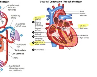 Complete MCAT Study Guide - Etsy