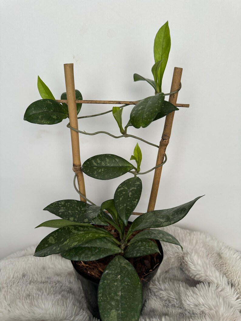 Hoya Crassipetiolata splash 4 - Etsy