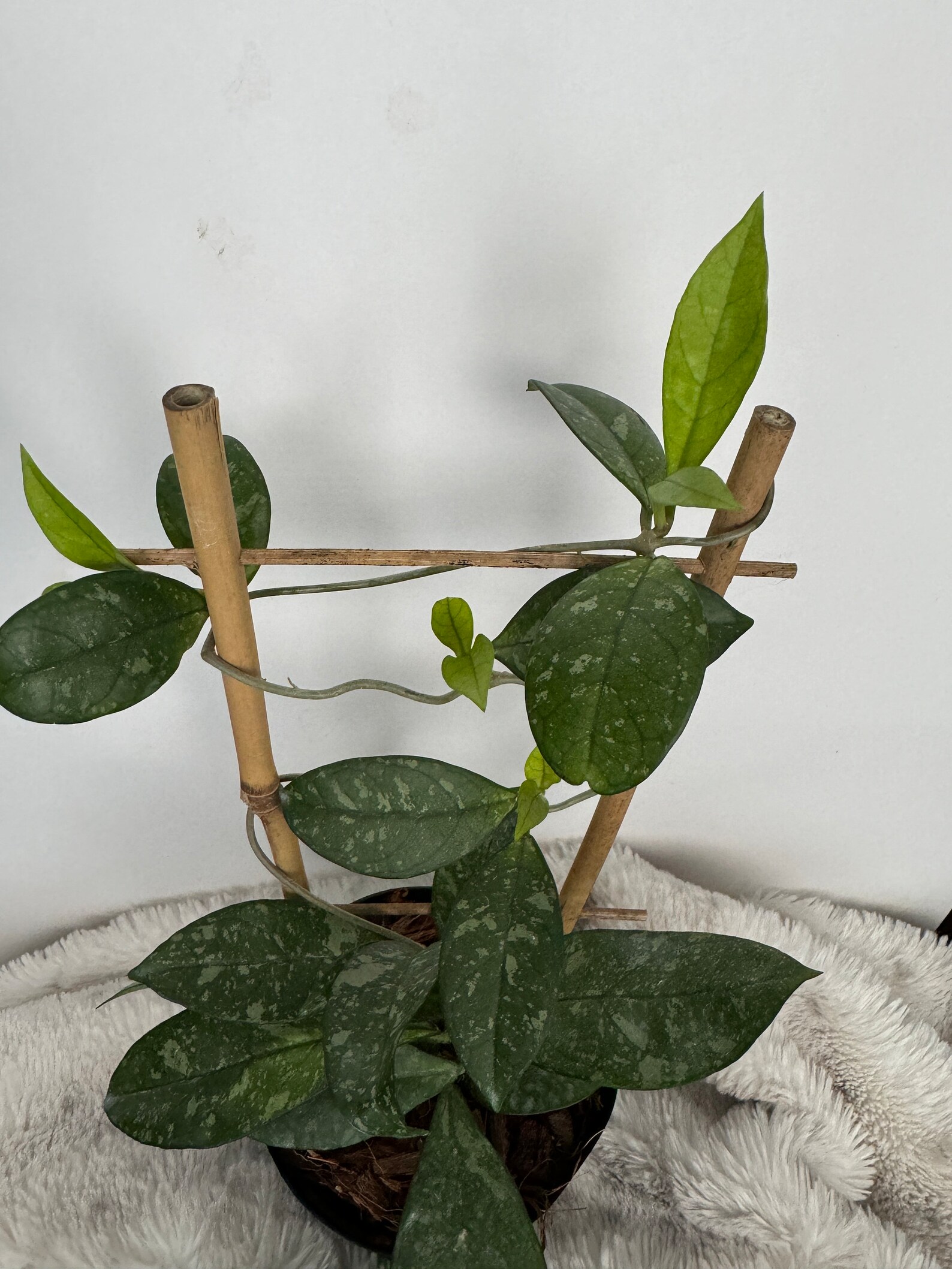 Hoya Crassipetiolata splash 4 - Etsy