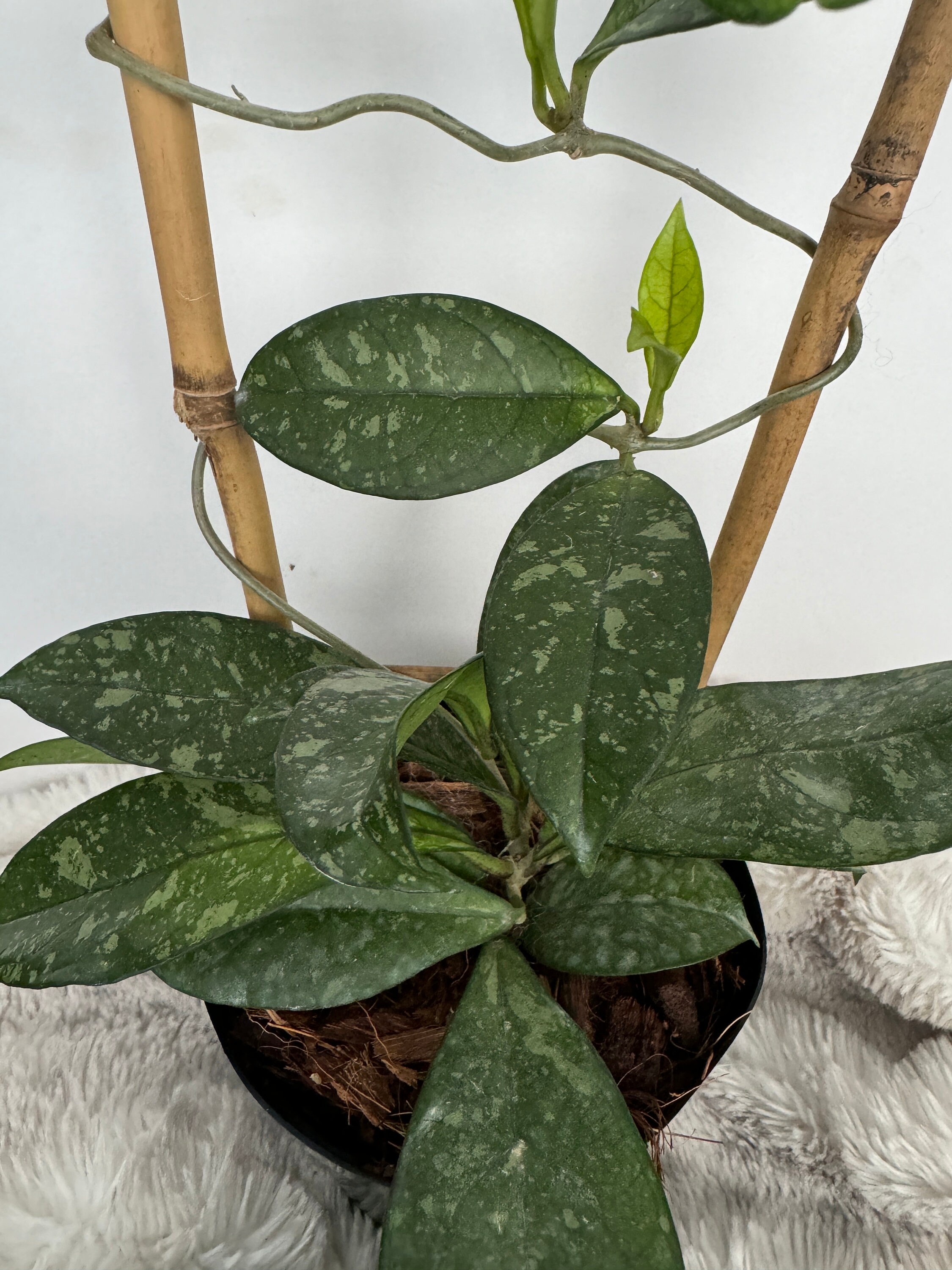 Hoya Crassipetiolata splash 4 - Etsy