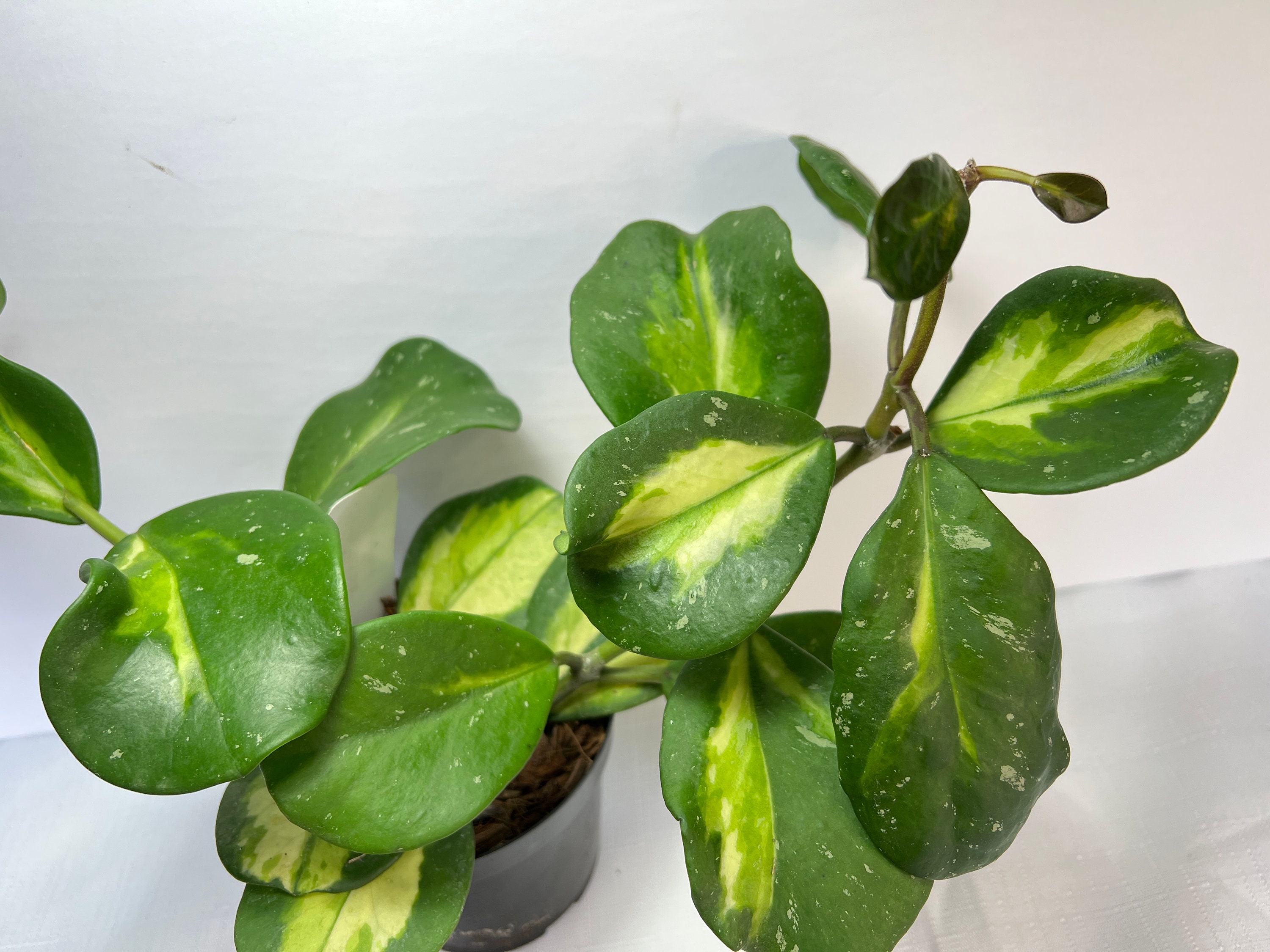 Hoya Obovata inner Variegated 4 - Etsy