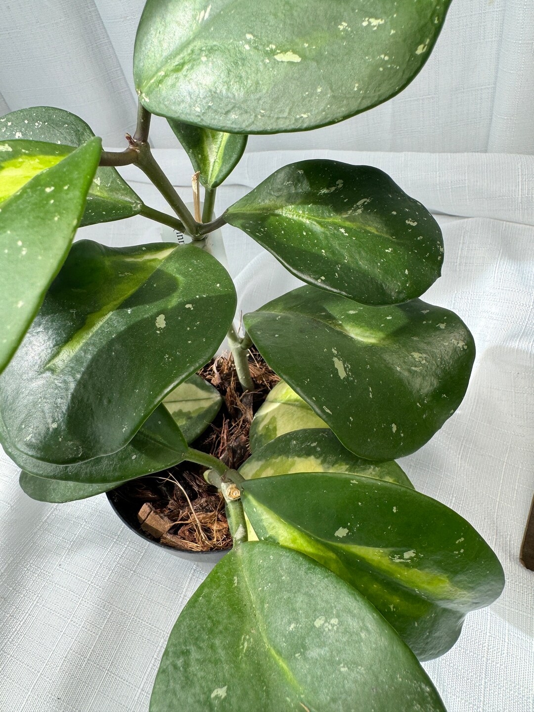 Hoya Obovata Inner Variegation 4 - Etsy