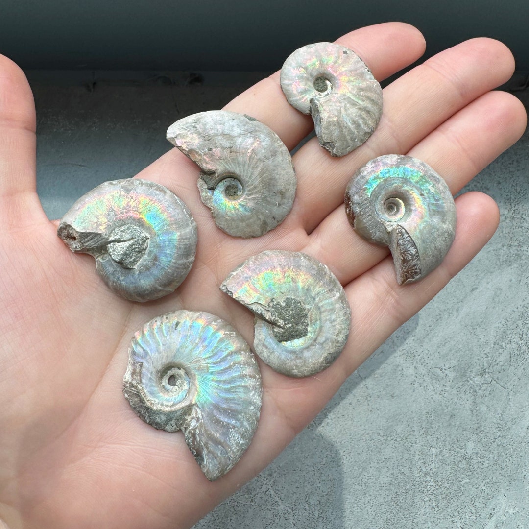 Natural Ammonite Crystal Snail Ammonite Fire Ammonite Specimen Polished ...