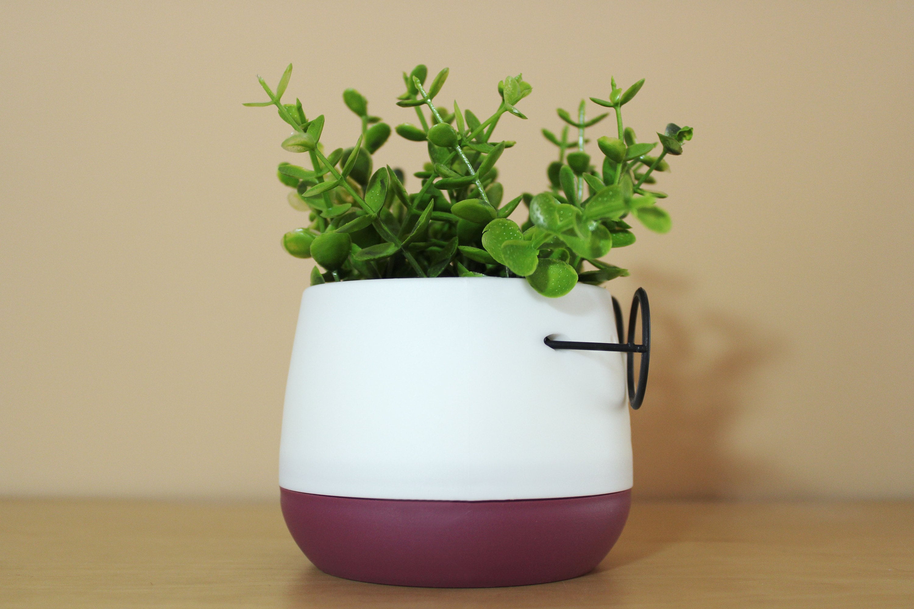 Smiling Plant With Glasses Planter for Plants Head Plant Pot for ...