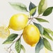 Watercolor Lemons Clipart, Summer Citrus Greenery Clipart Png, Lemon ...