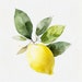 Watercolor Lemons Clipart, Summer Citrus Greenery Clipart Png, Lemon ...