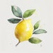 Watercolor Lemons Clipart, Summer Citrus Greenery Clipart Png, Lemon ...