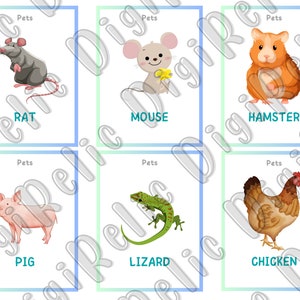 25 Pets Cards, Montessori Flash Cards, Pre-school Cards, Digirelic ...