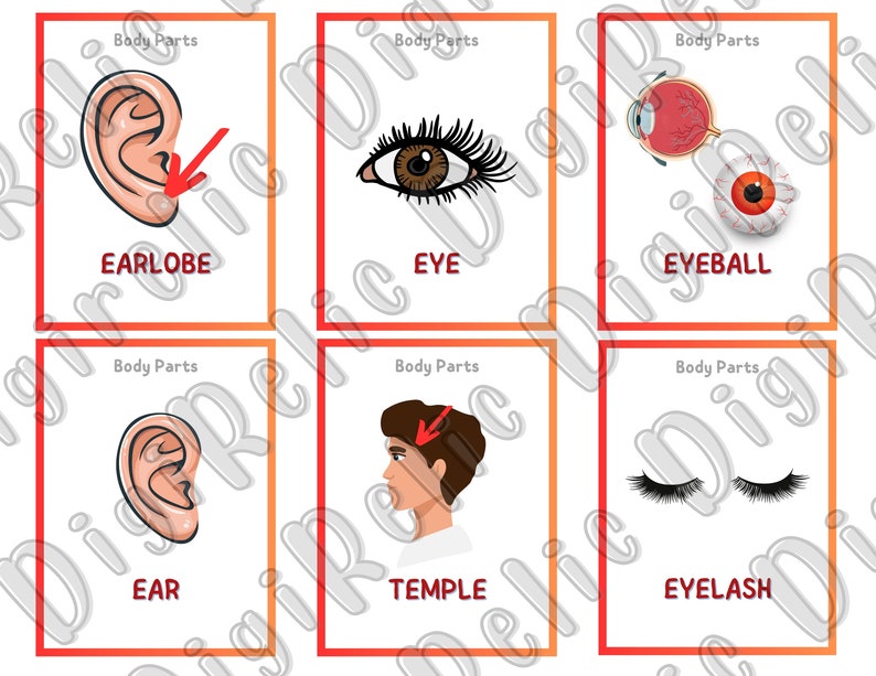 95 Anatomy (body Parts) Cards, Montessori Flash Cards, Pre-school Cards ...