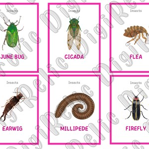 40 Insect Cards, Montessori Flash Cards, Pre-school Cards, Digirelic ...