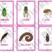 40 Insect Cards, Montessori Flash Cards, Pre-school Cards, Digirelic ...
