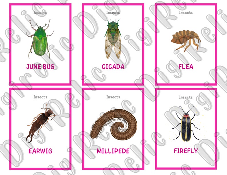 40 Insect Cards, Montessori Flash Cards, Pre-school Cards, Digirelic ...