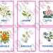 30 Flower Flash Cards, Montessori Flash Cards, Antonyms, School Cards ...