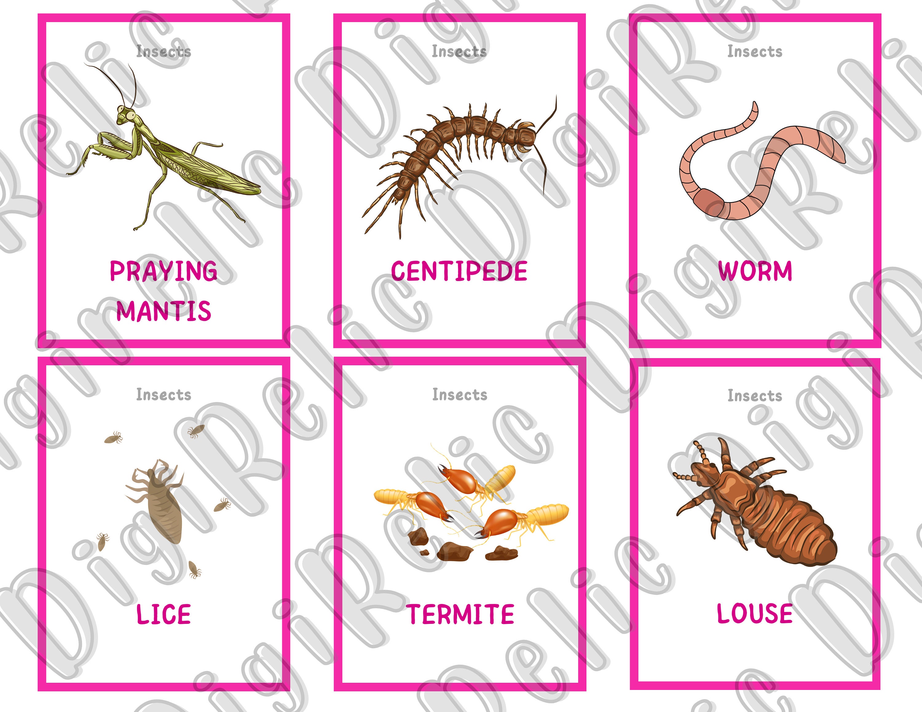 40 Insect Cards, Montessori Flash Cards, Pre-school Cards, Digirelic ...
