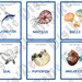 50 Sea Animals Cards, Montessori Flash Cards, Pre-school Cards ...