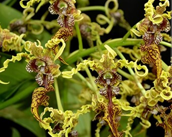 Dendrobium Spectabile Orchid Live - Etsy