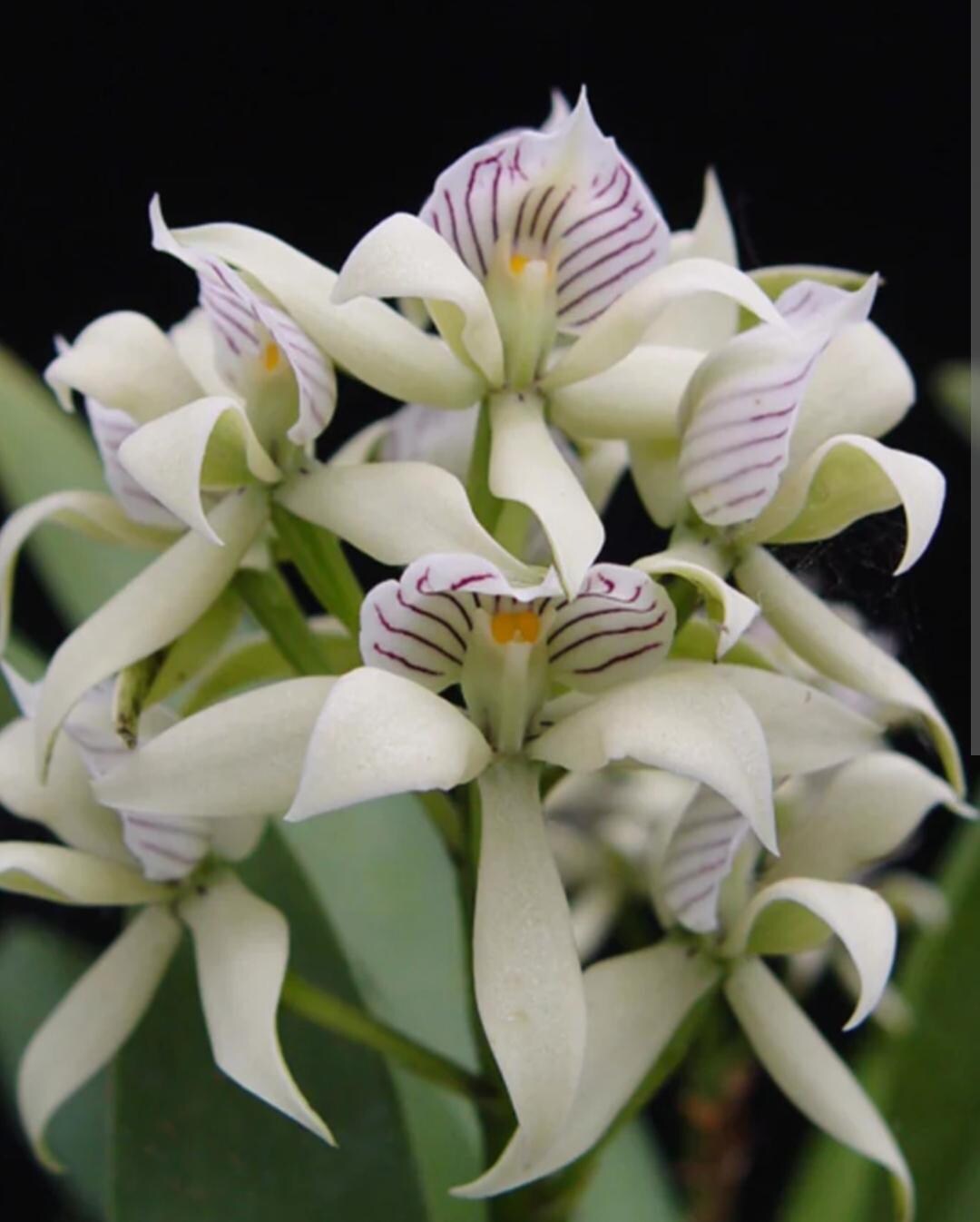 Prosthechea Fragrans X Sib Spike Forming Encyclia Live Orchid Plant ...