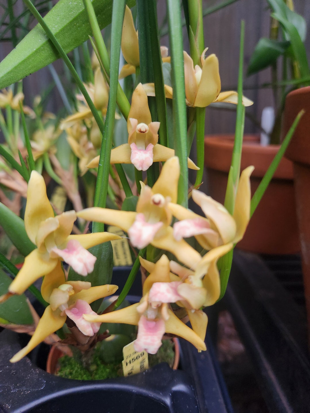 Maxillaria Tenuifolia Yamada Yellow Coconut Live Orchid Plant Blooming ...