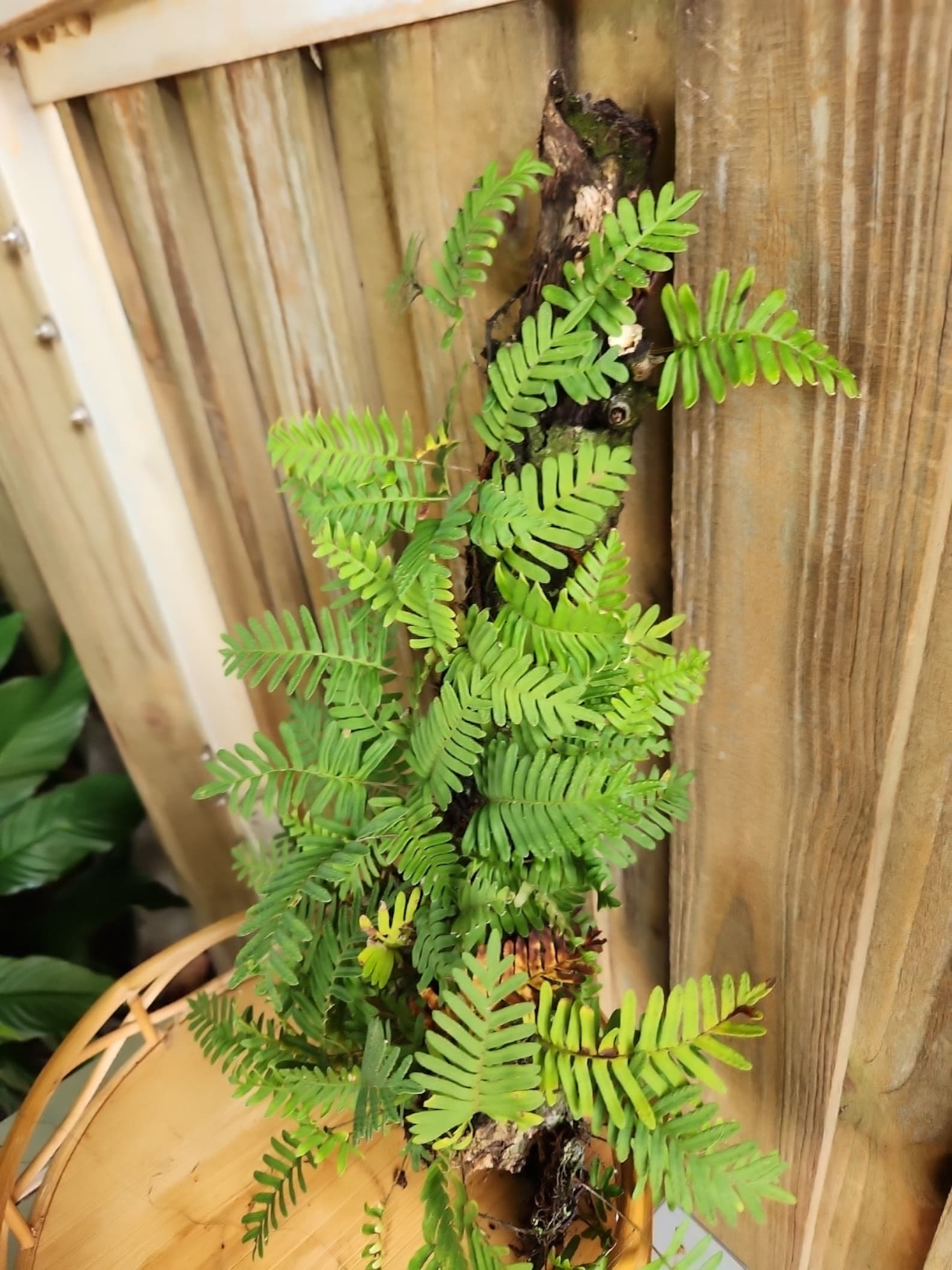 Huge Clump of Florida Native Resurrection Ferns on Wood Piece Over 50 ...