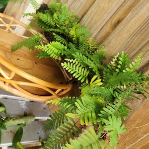 Huge Clump of Florida Native Resurrection Ferns on Wood Piece Over 50 ...