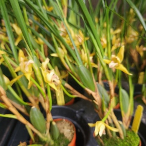 Maxillaria Tenuifolia Yamada Yellow Coconut Live Orchid Plant Blooming ...
