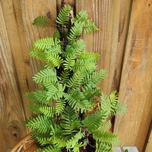 Huge Clump of Florida Native Resurrection Ferns on Wood Piece Over 50 ...