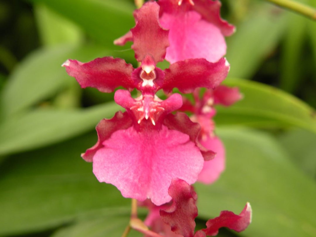 Oncidium Sharry Baby ' Red Fantasy' 4in Pot Blooming Size - Etsy